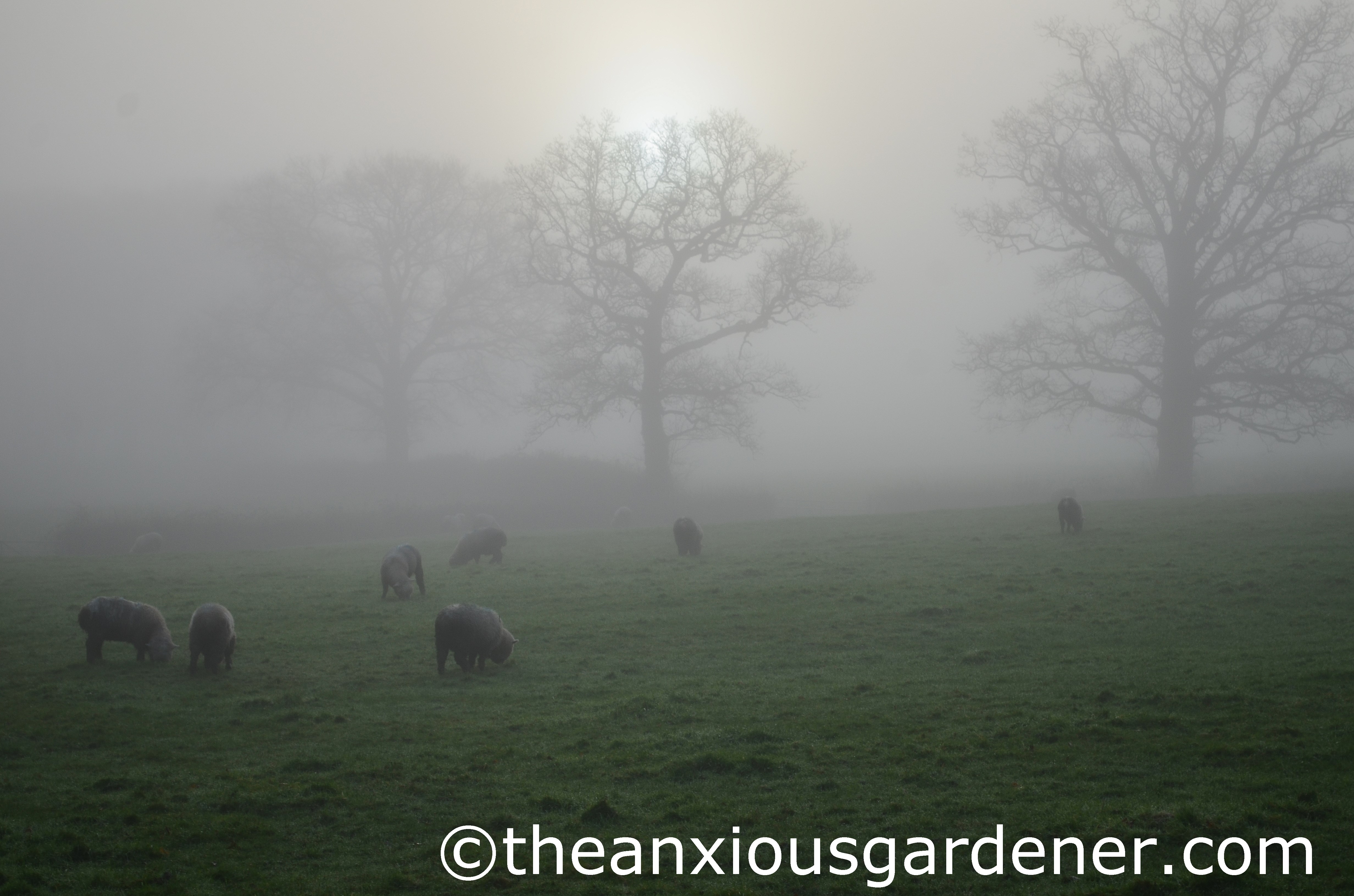Blight, Rain and Flood | The Anxious Gardener