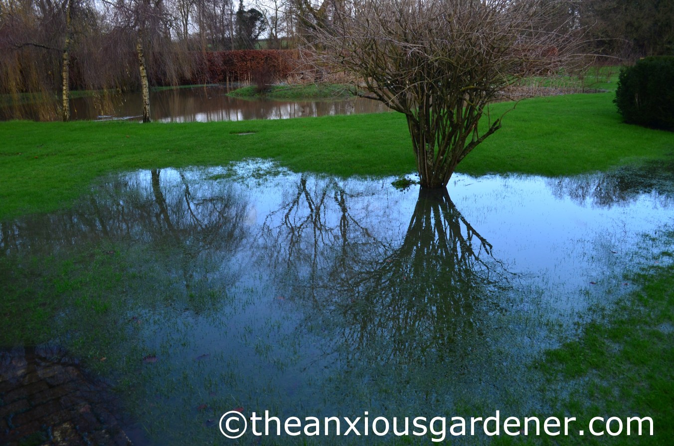 Blight, Rain and Flood | The Anxious Gardener