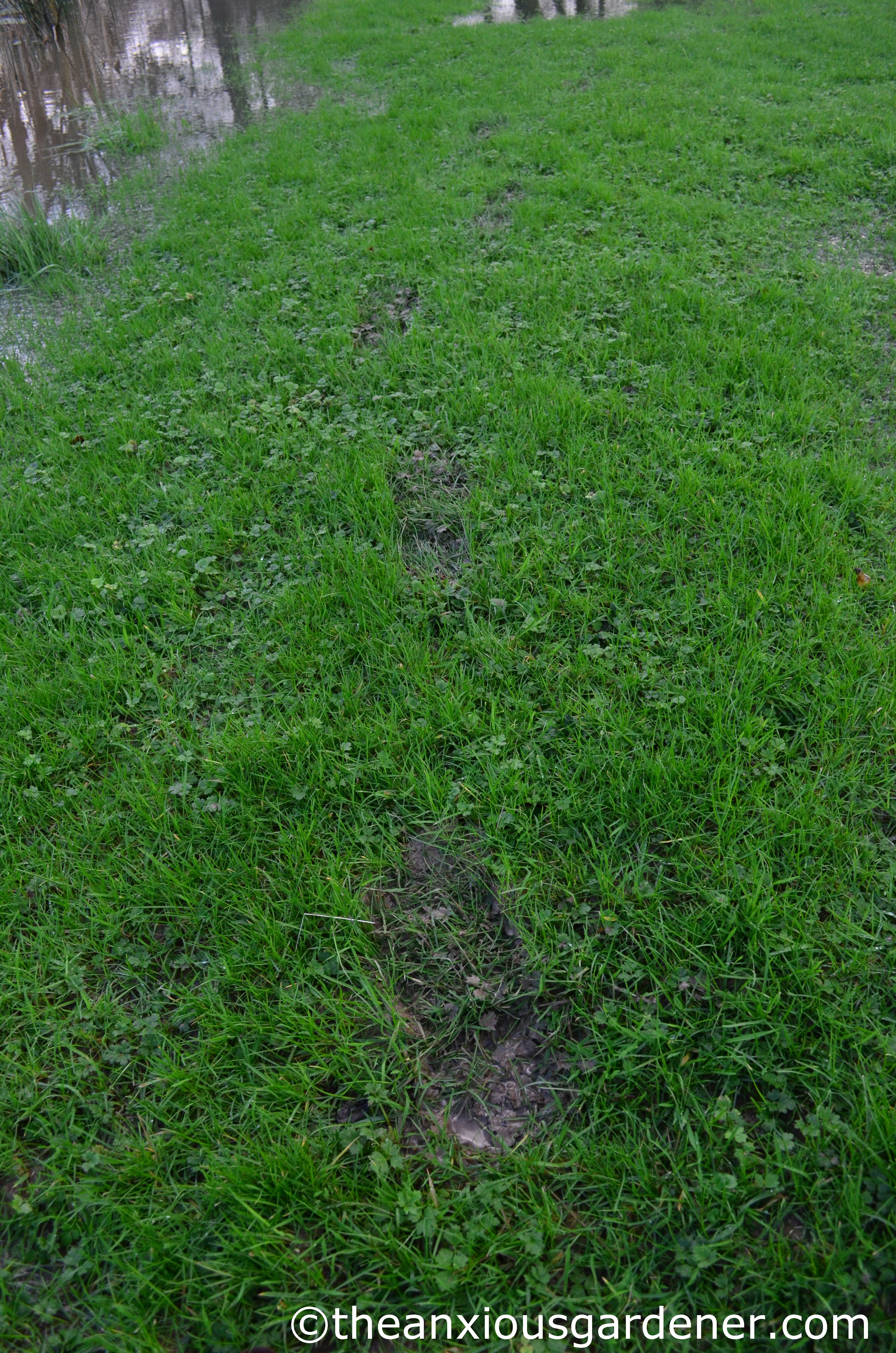 Blight, Rain and Flood | The Anxious Gardener
