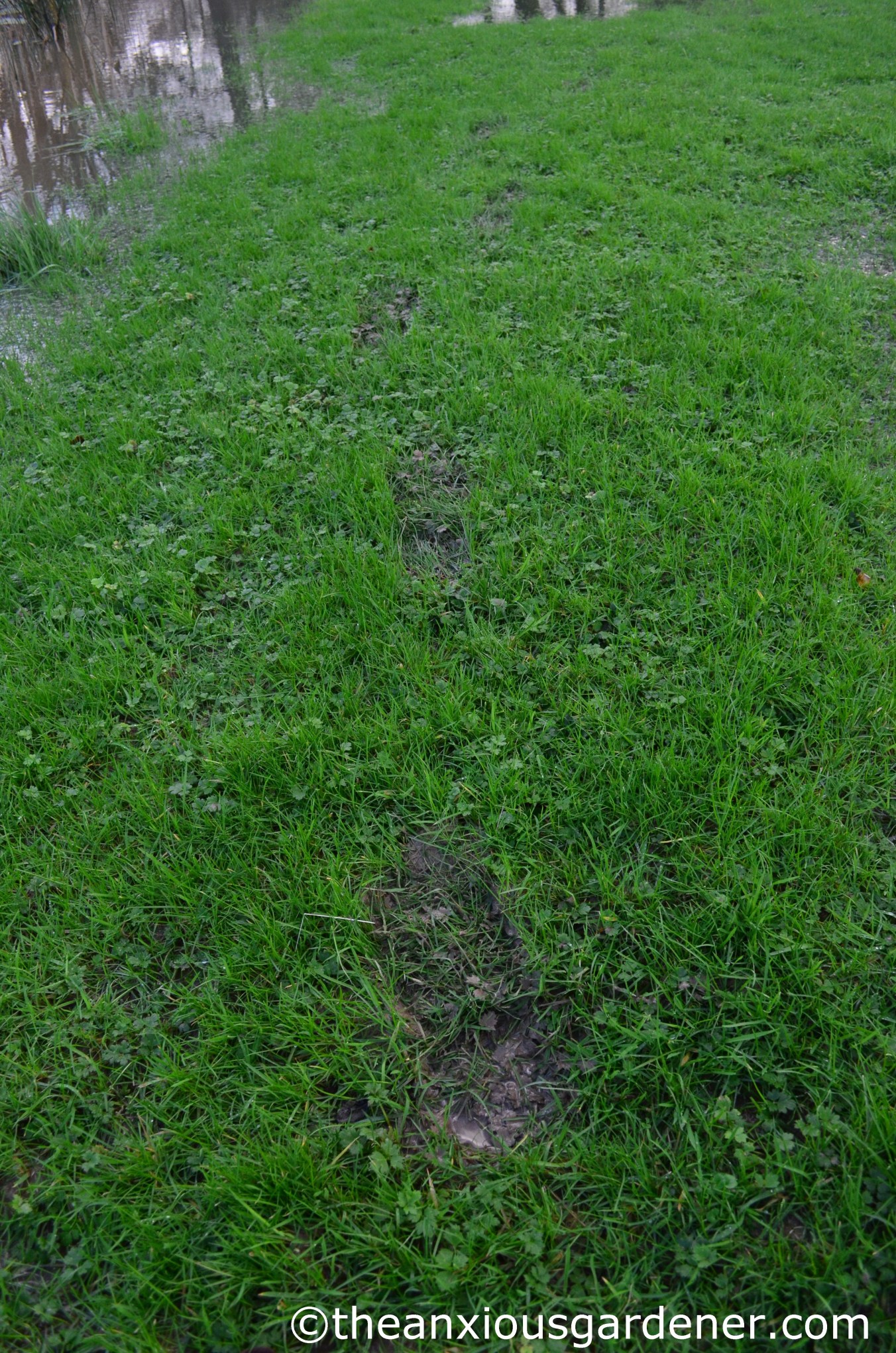 Blight, Rain and Flood | The Anxious Gardener