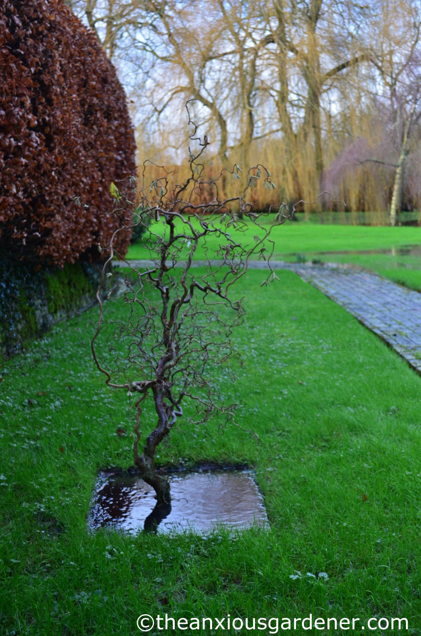 Blight, Rain and Flood | The Anxious Gardener