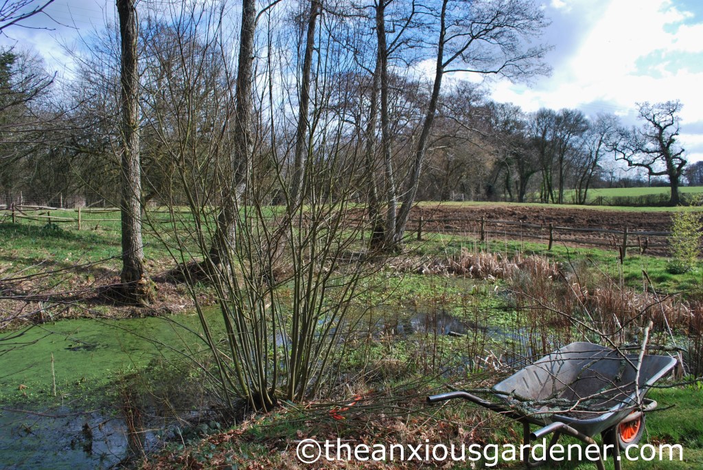 Pollarding And The Zest For Life | The Anxious Gardener