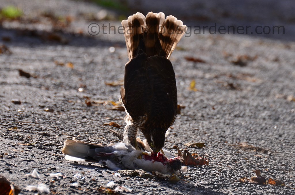 The Sparrowhawk | The Anxious Gardener