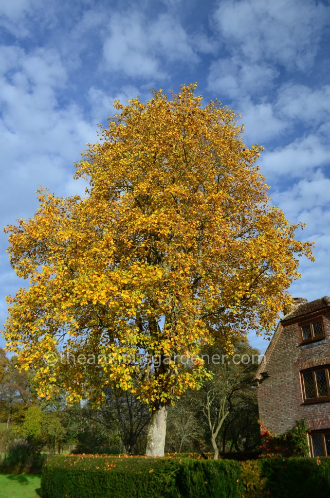 Priory Trees: The Tulip Tree | The Anxious Gardener