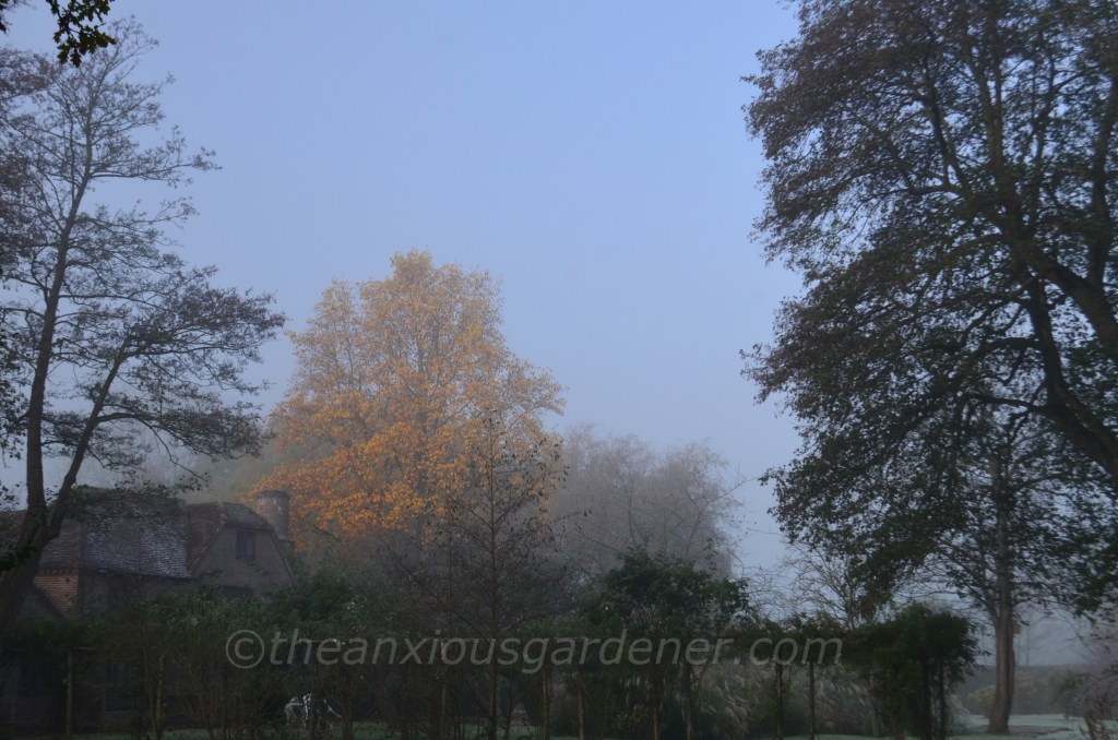 Priory Trees: The Tulip Tree | The Anxious Gardener