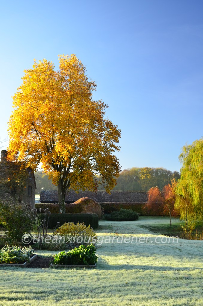 Priory Trees: The Tulip Tree | The Anxious Gardener