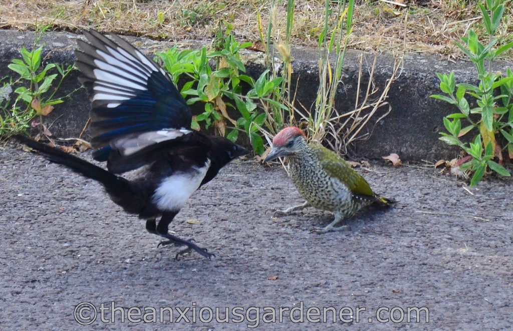 The Green Woodpecker And The Magpie | The Anxious Gardener