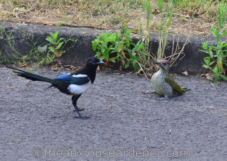 The Green Woodpecker And The Magpie | The Anxious Gardener