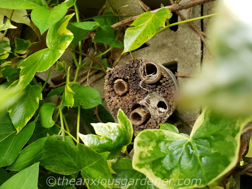 Three Simple Ways To Encourage Insects Into Your Garden | The Anxious ...